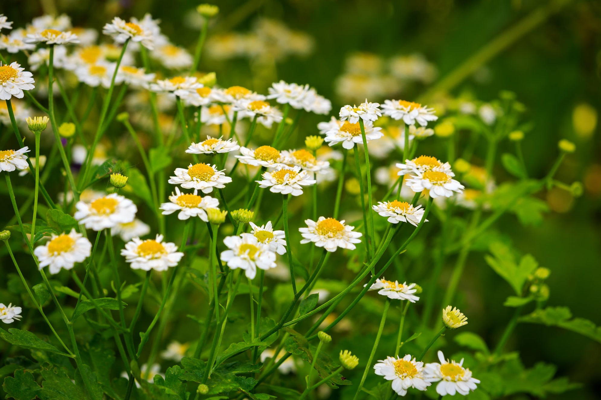 Camomile - Plateau Sprayers & Earthmoving
