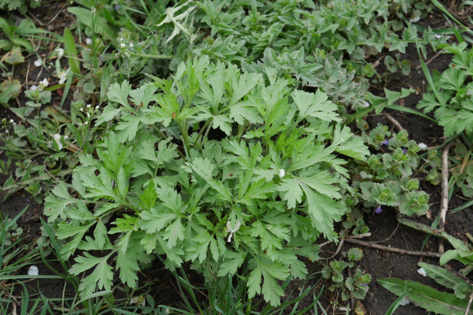 Parsley Piert - Plateau Sprayers & Earthmoving