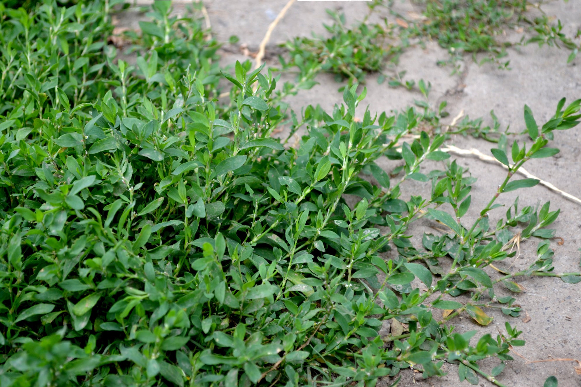 Wire Weed - Plateau Sprayers & Earthmoving