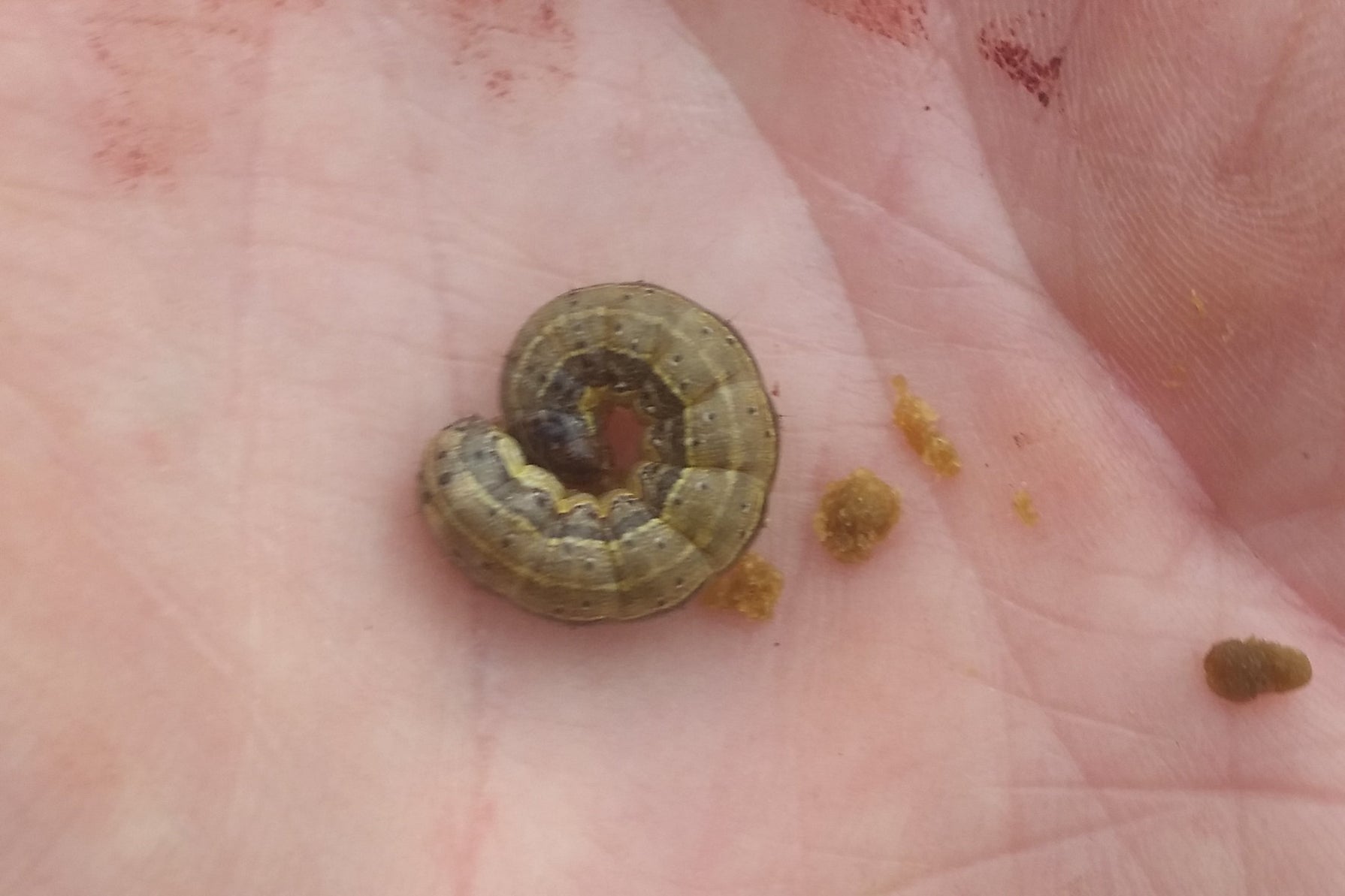 Army worm - Plateau Sprayers & Earthmoving