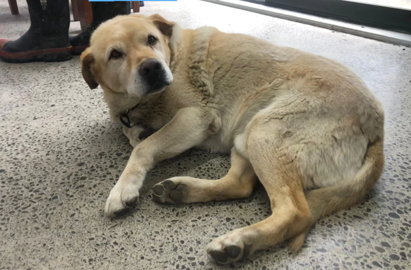 Stanley - Rabbit management - Plateau Sprayers & Earthmoving