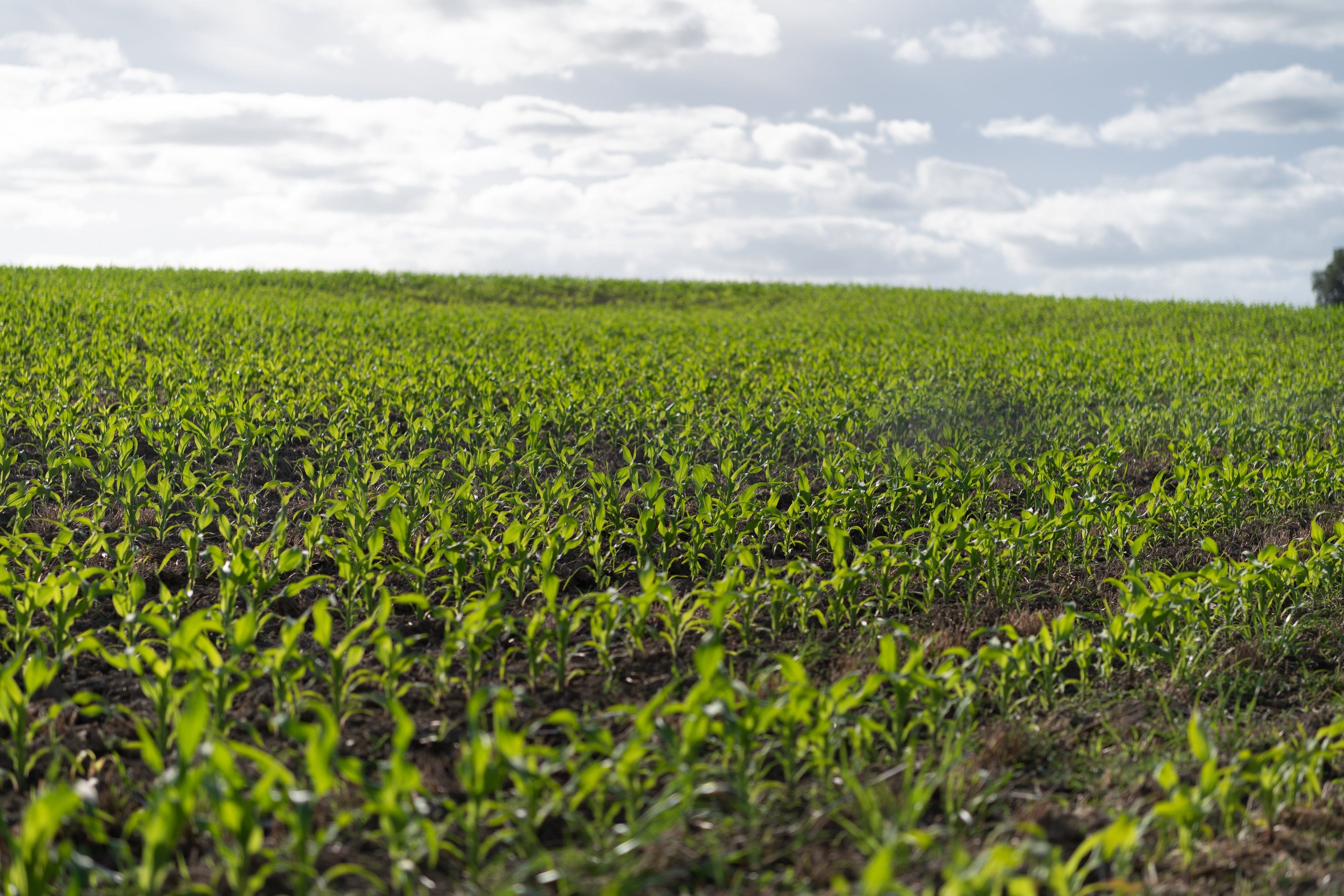 Maize Spraying - Plateau Sprayers & Earthmoving